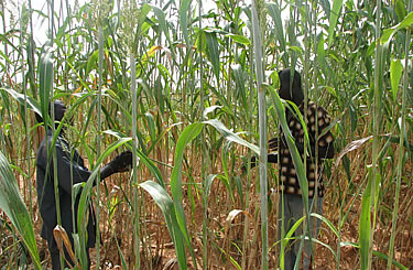 The National University Corporation Arid Land Research Center,Tottori ...